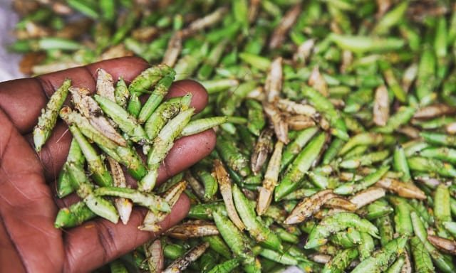 The Story of the Grasshopper